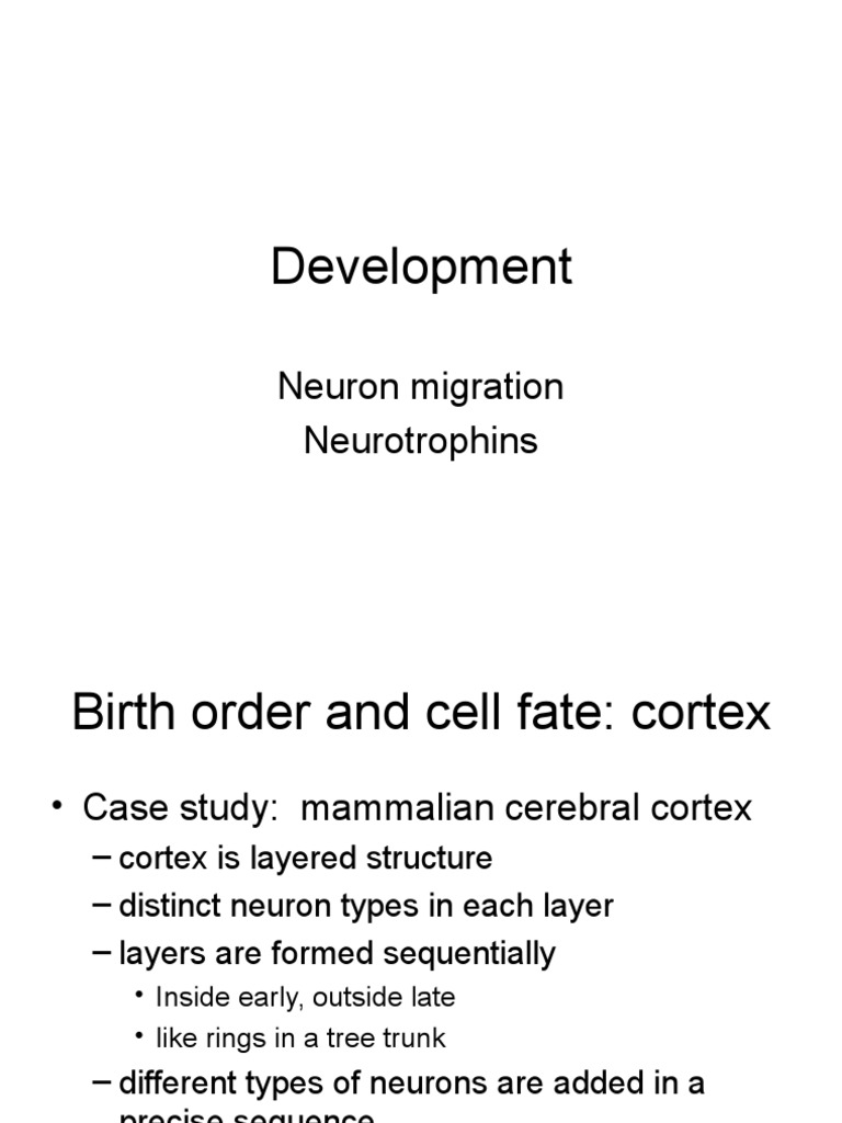 Ch23 Neuron Migration Stem Cells | PDF | Neurogenesis | Cerebral Cortex