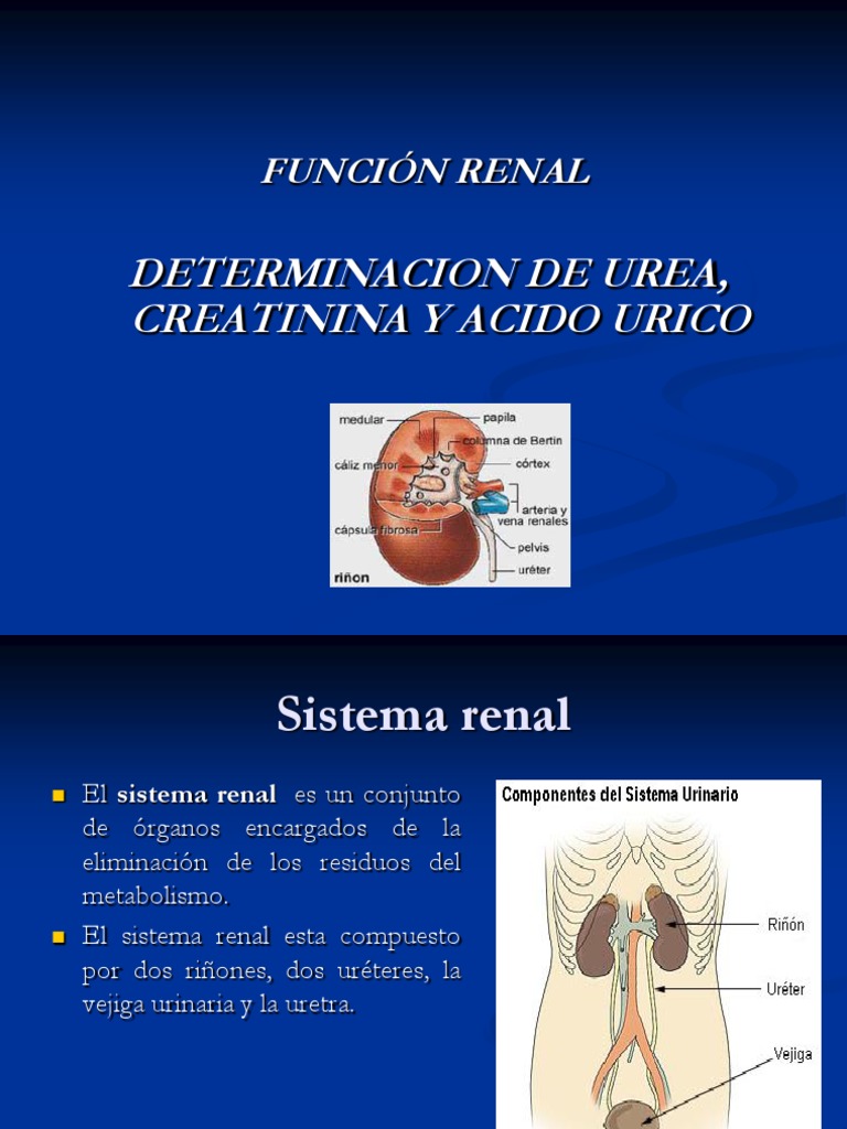 Urea Ac. Urico y Creatinina | Riñón | Orina
