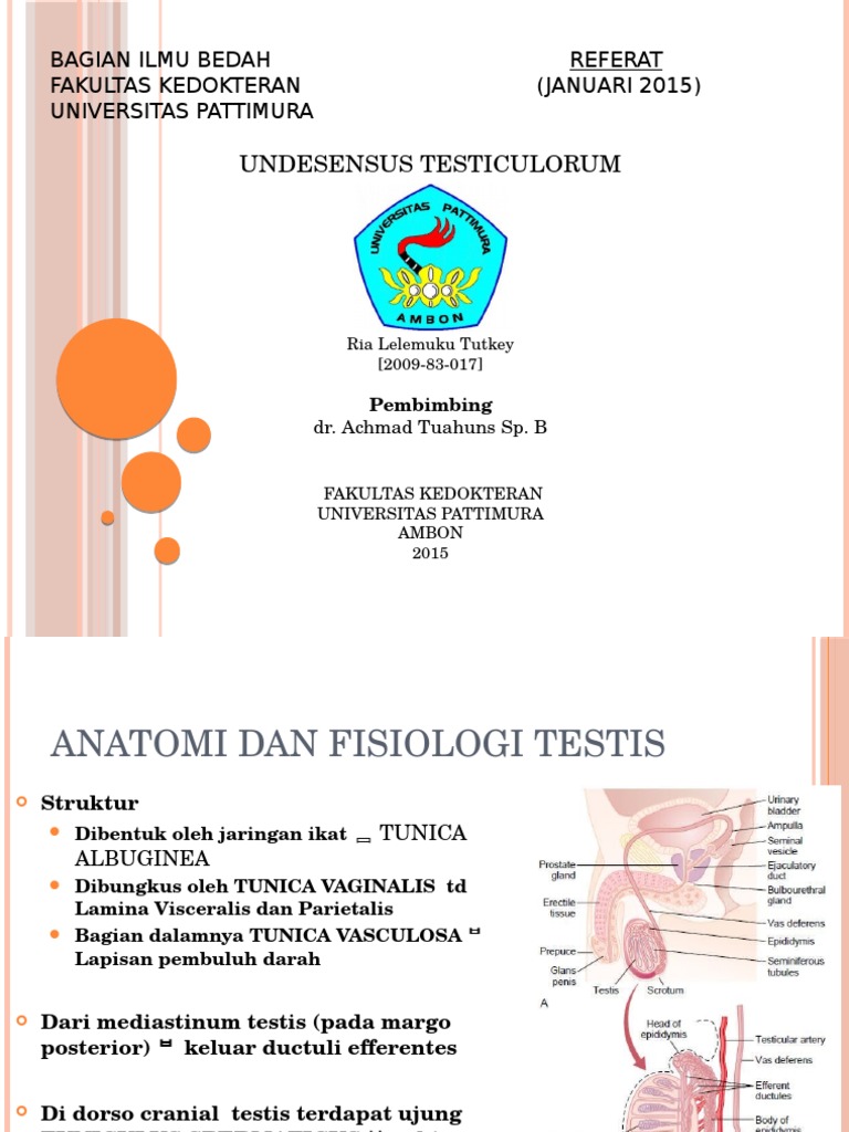 Referat Undesensus Testis | PDF | Kesehatan Holistik