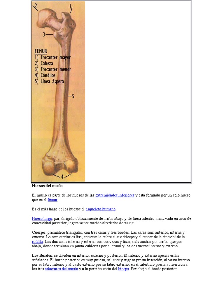 Huesos Del Muslo | Anatomía humana | Tejido suave
