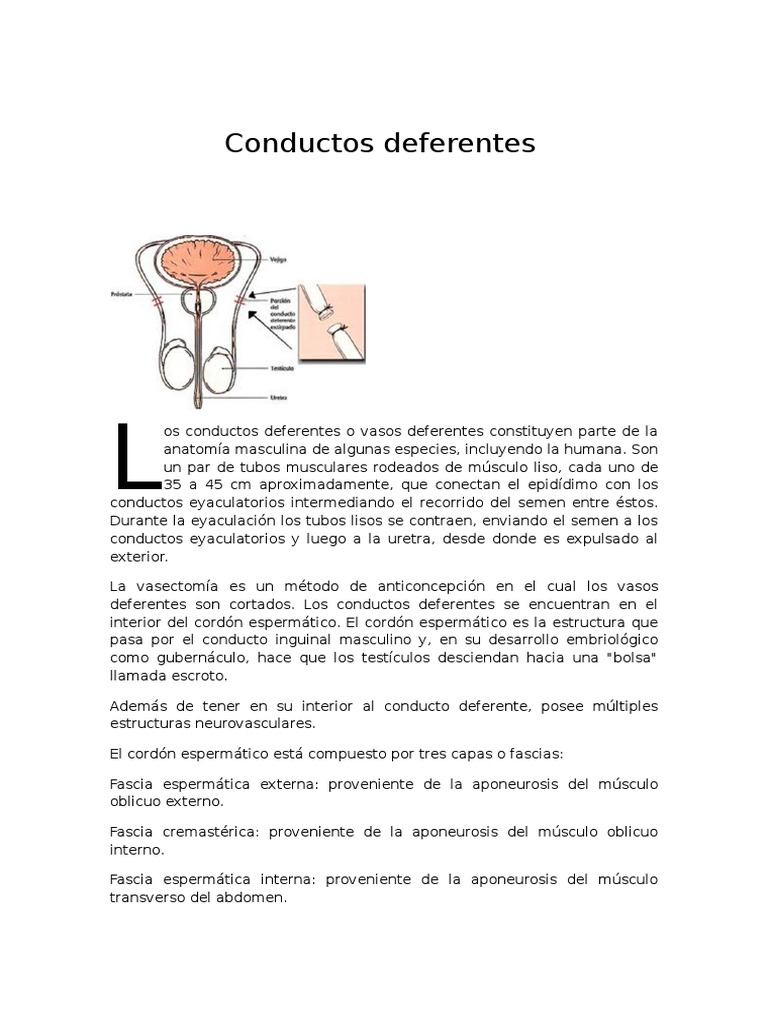 Conductos Deferentes.. | PDF | Andrologia | Salud sexual