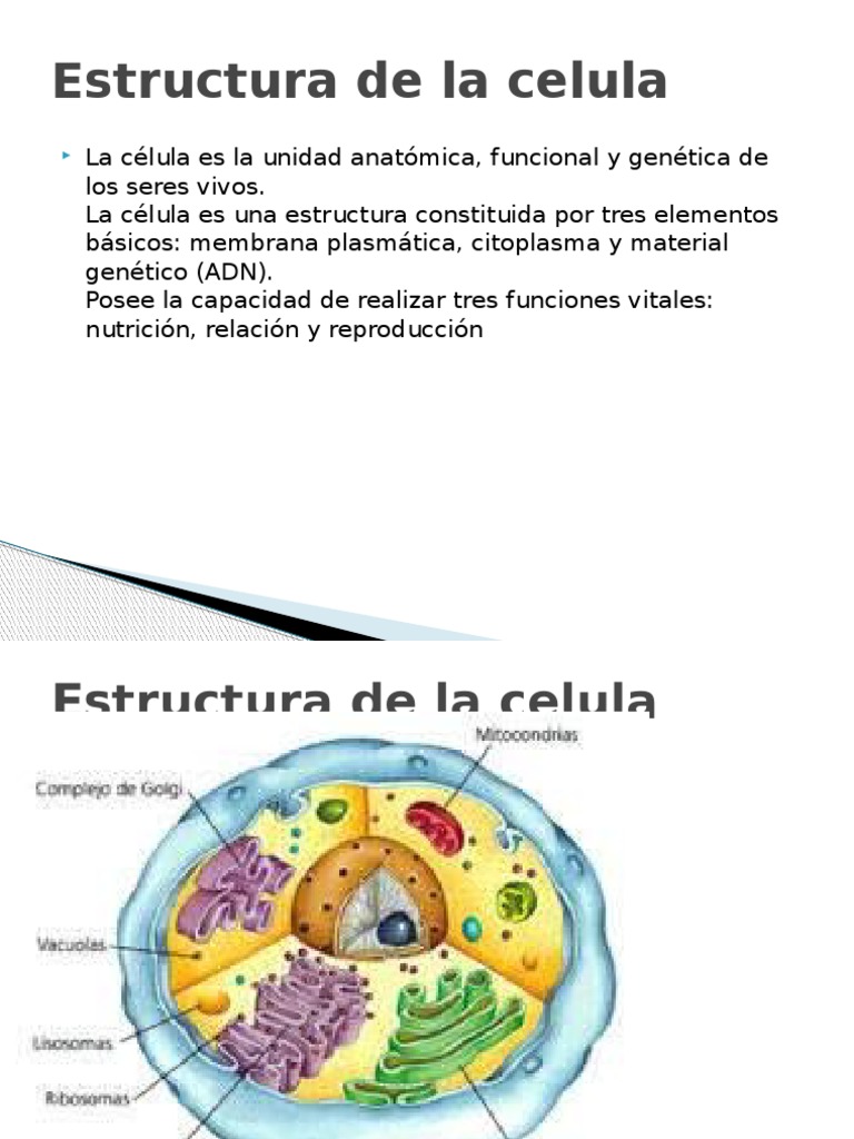 Estructura de La Celula | PDF | Biología Celular) | Membrana celular