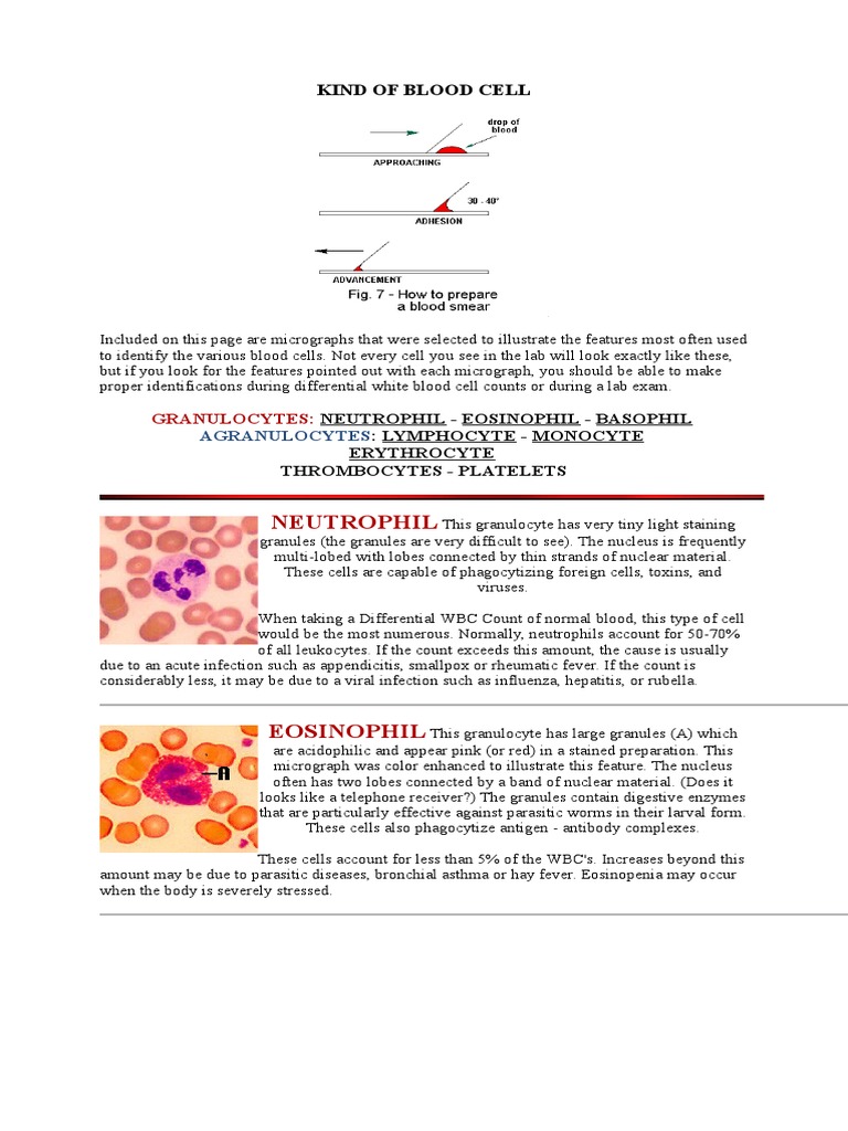 A Guide to Identifying Blood Cells Through Microscopic Features | PDF ...