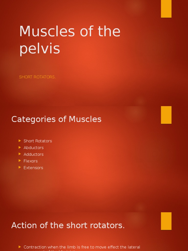 Muscles of The Pelvis | PDF