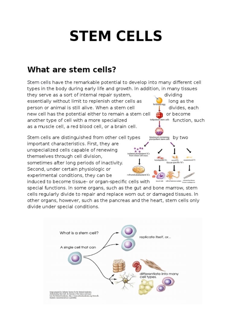 What Are Stem Cells? | PDF | Cell Potency | Stem Cell