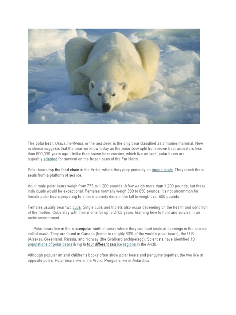 Polar Bear | PDF | Polar Bear | Bears