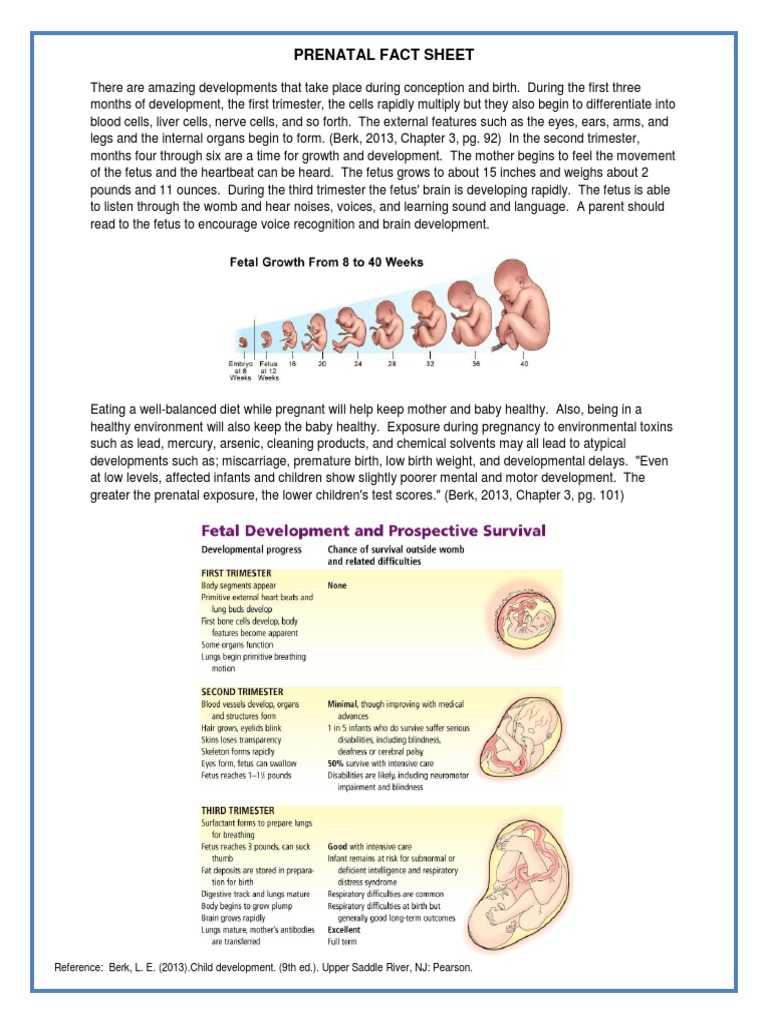 Prenatal Fact Sheet | PDF | Prenatal Development | Pregnancy