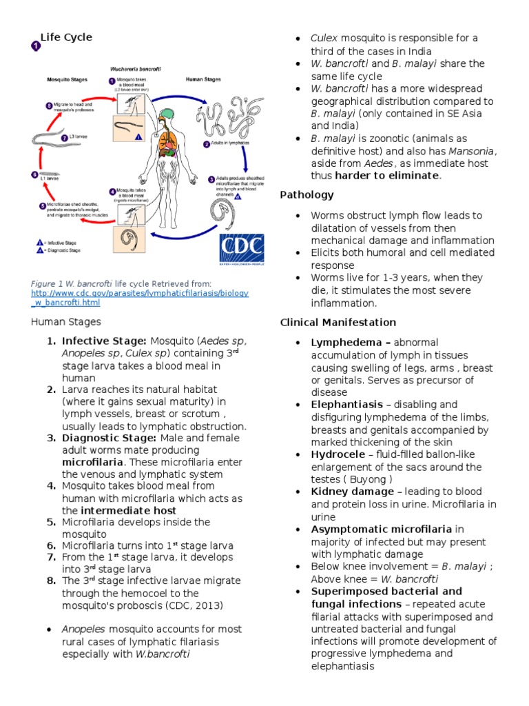 Lymphatic Filariasis, Life Cycle and Treatment | PDF | Animal Diseases ...