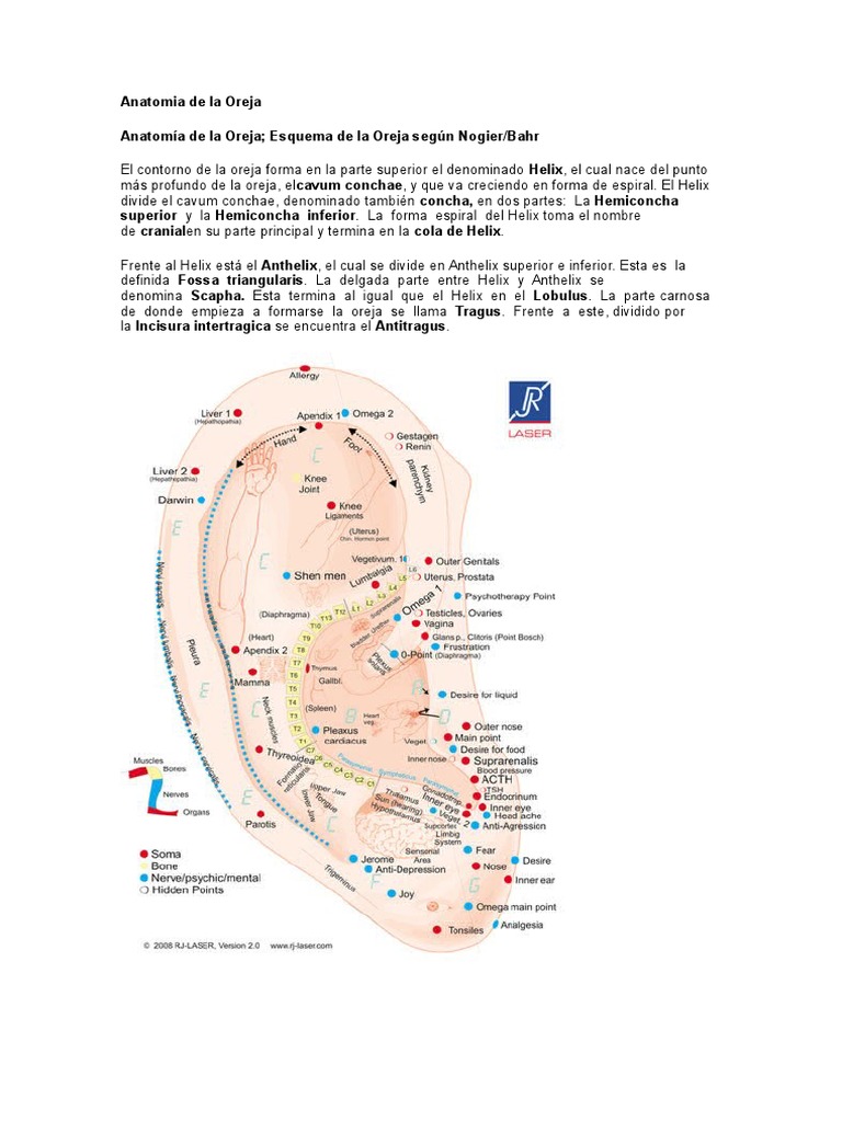 Anatomia de La Oreja RUIZ | PDF | Handedness | Órgano (anatomía)