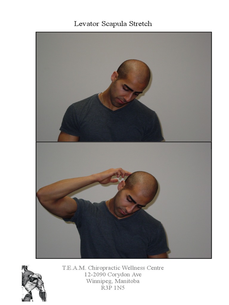 Relieving Upper Back Tension through the Levator Scapula Stretch | PDF