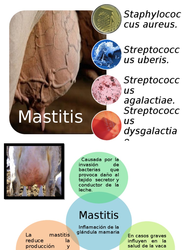 Mastitis clinica y subclinica | Penicilina | Leche | Prueba gratuita de 30 días | Scribd