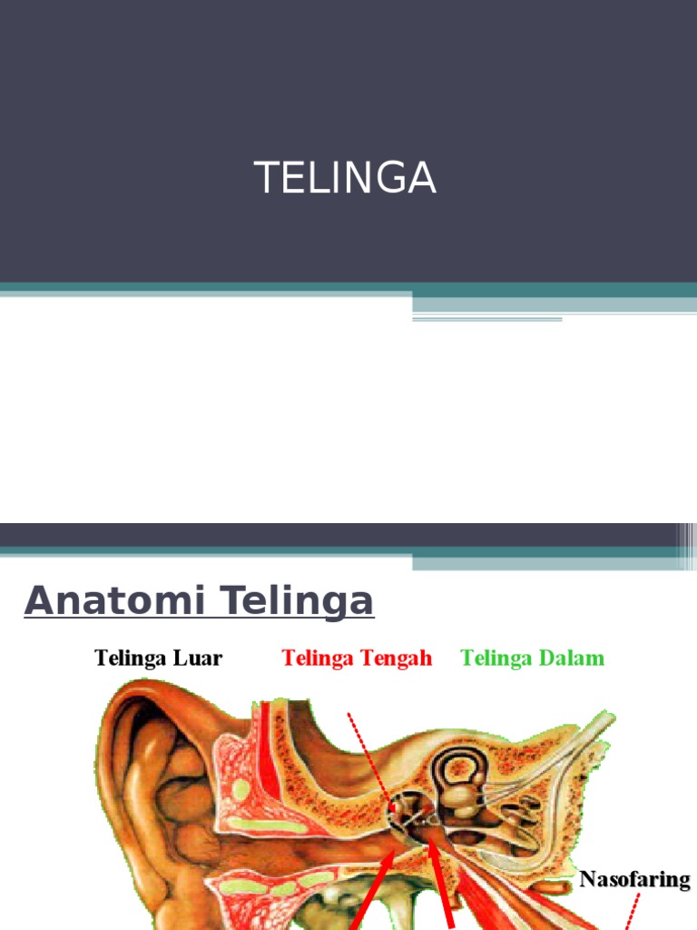 Anatomi Telinga | PDF | Sains & Matematika