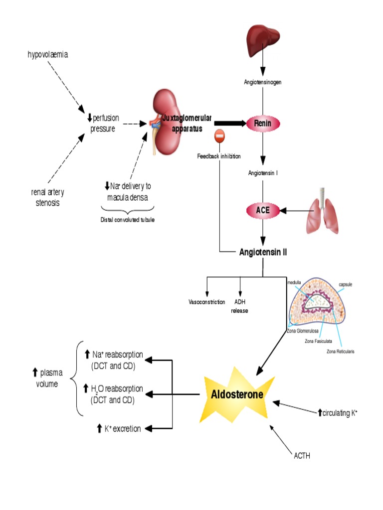 RAAS Mechanism Overview and Diagram | PDF