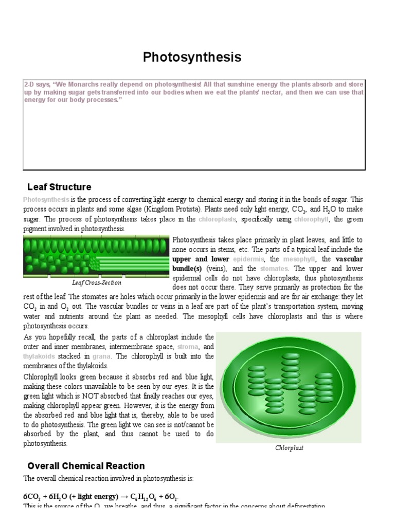 Photosynthesis: Leaf Structure | PDF | Photosynthesis | Chloroplast