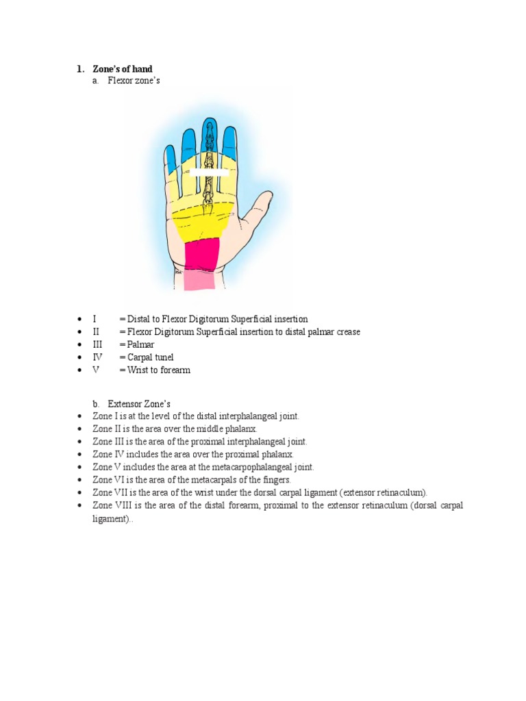 Zones of the Hand: Flexor and Extensor | PDF | Hand | Primate Anatomy