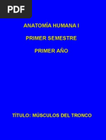 Músculos Del Torso | PDF | Sistema musculoesquelético | Anatomía humana