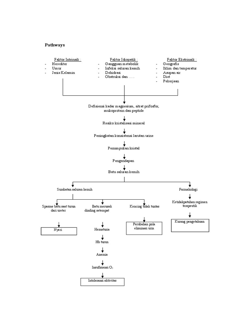 Pathway Batu Ginjal | PDF