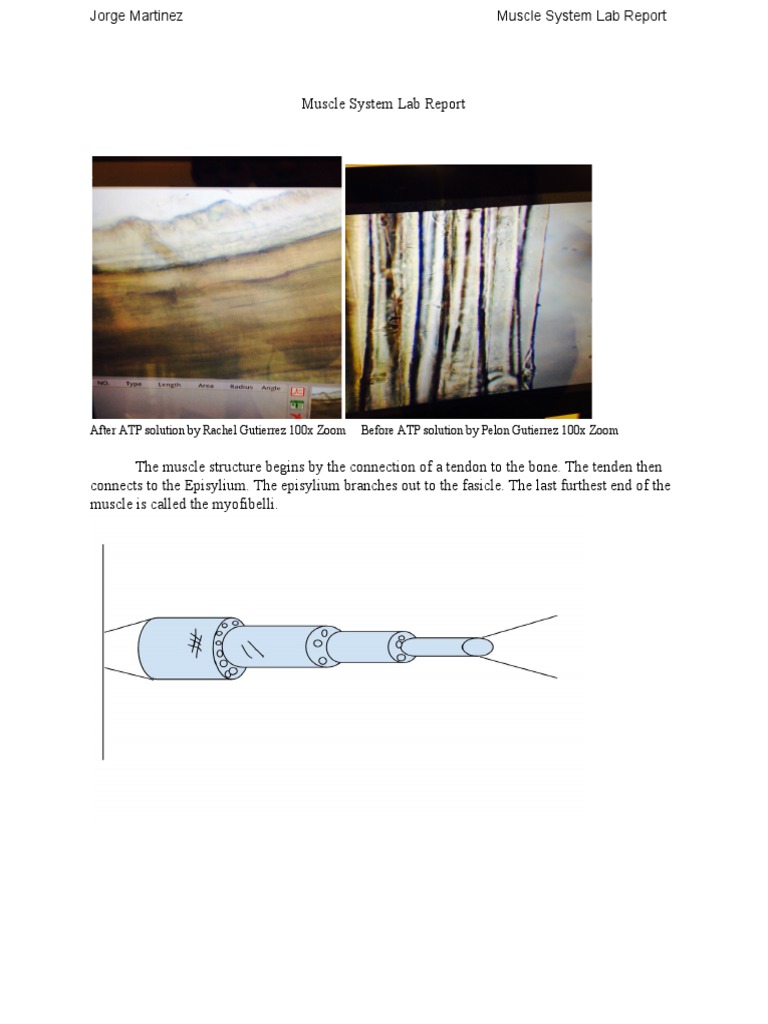 Muscle System Lab Report | PDF