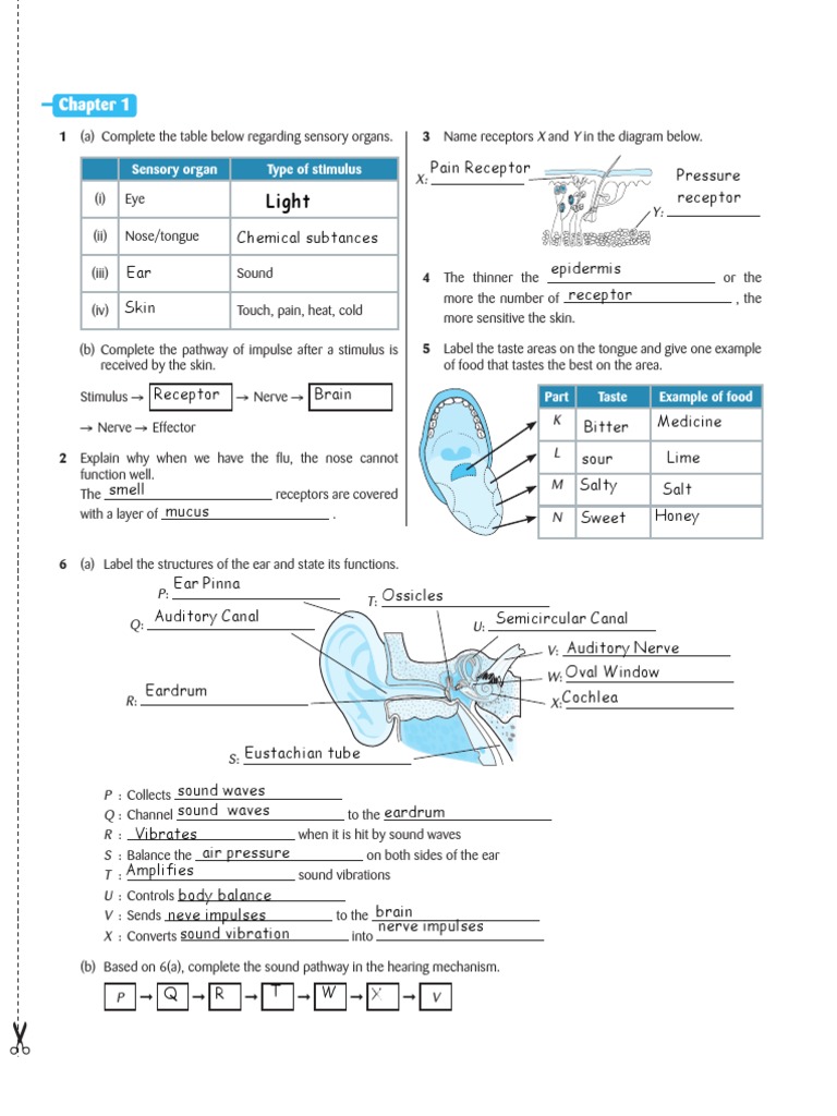 PT3 Science PMR Highlightsd | PDF | Ear | Oxygen