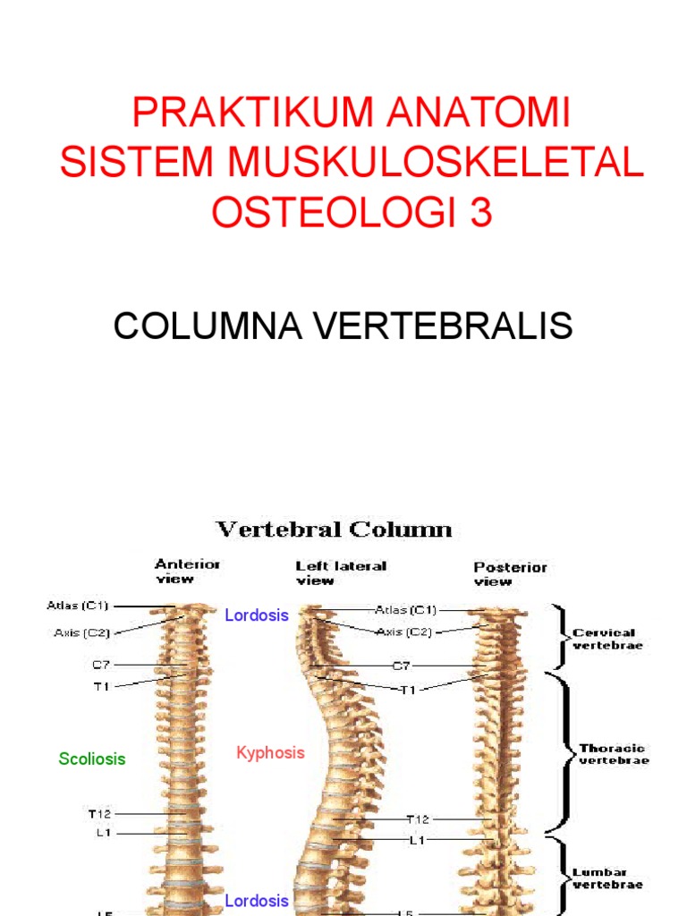 Praktikum Anatomi Sistem Muskuloskeletal Osteologi 3: Columna ...