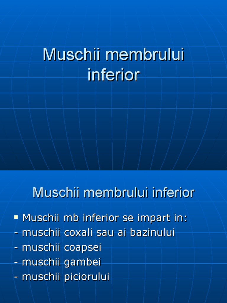 Muschii Membrului Inferior | PDF
