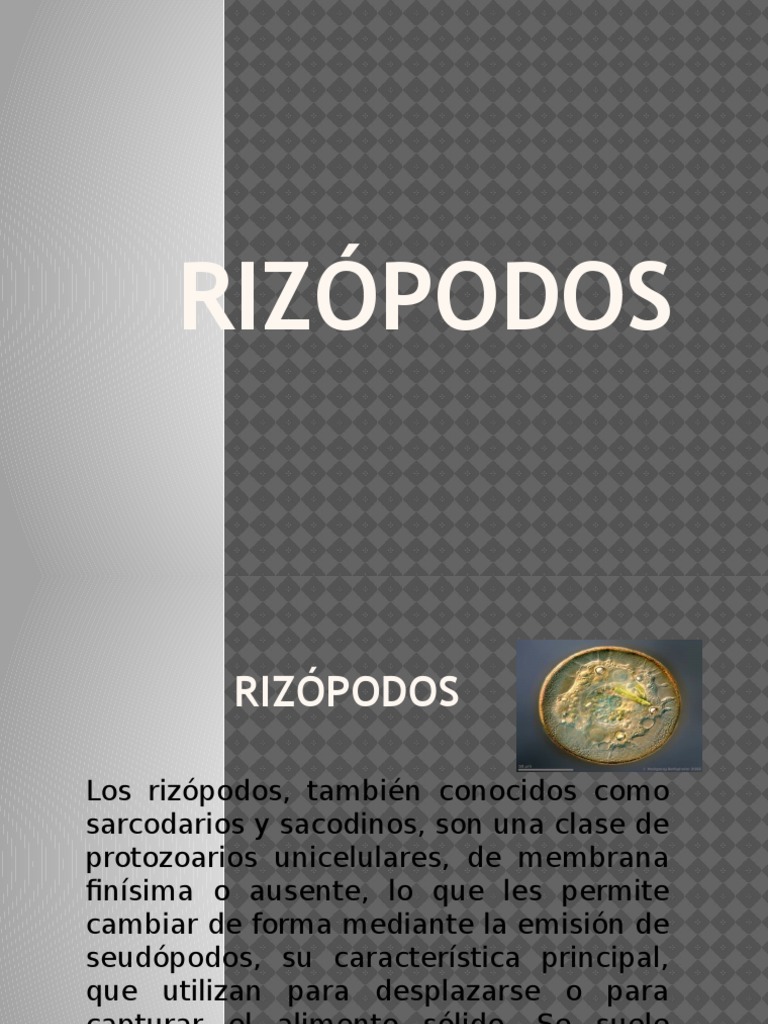 Rizópodos: Protozoarios Unicelulares | PDF | Organismos | Biología