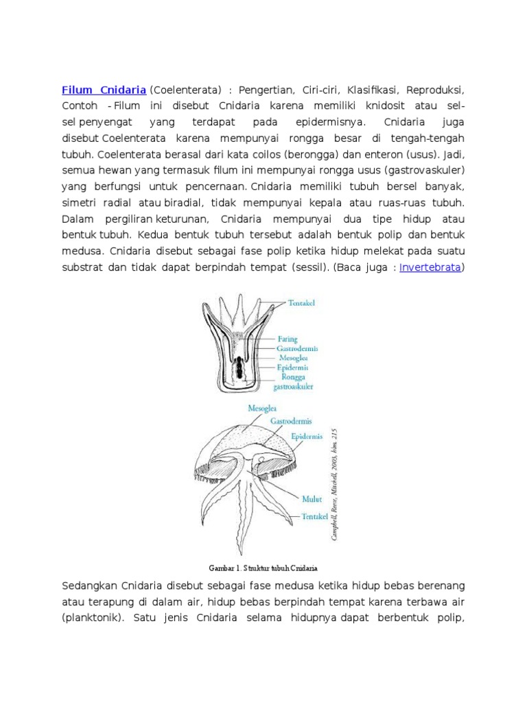 Filum Cnidaria | PDF