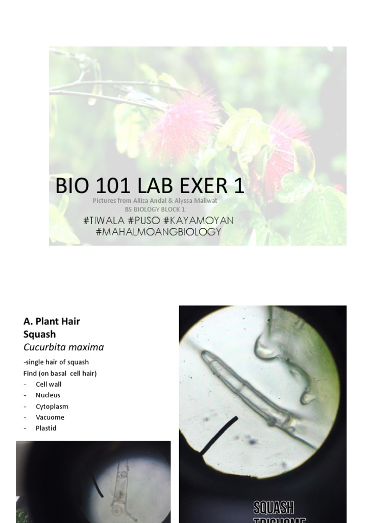 Bio 101 Lab Exer 1 Cell Biology Histology 