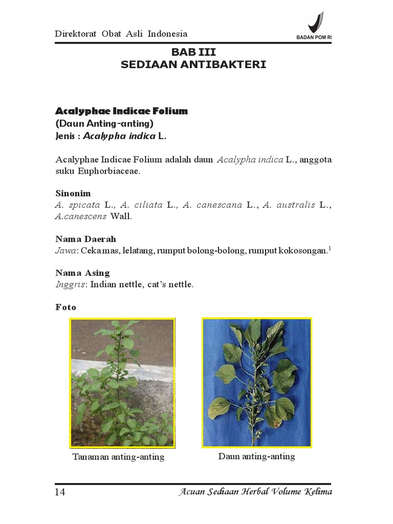 Daun Anting Anting | PDF