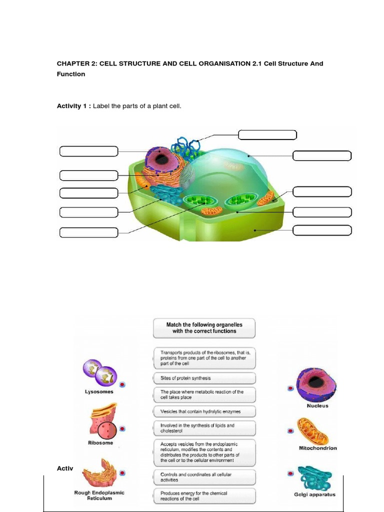 Cell Structure and Organisation | PDF | Endoplasmic Reticulum | Cell ...