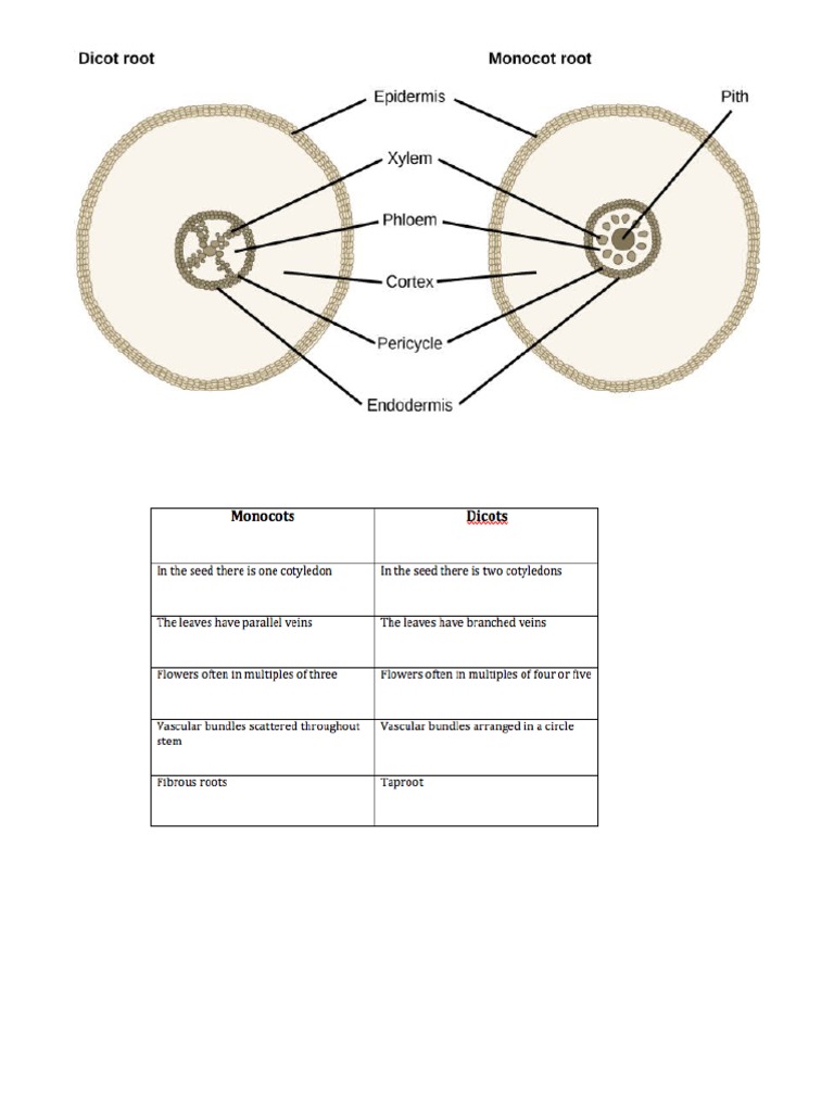 Difference Between Monocot Root And Dicot Root