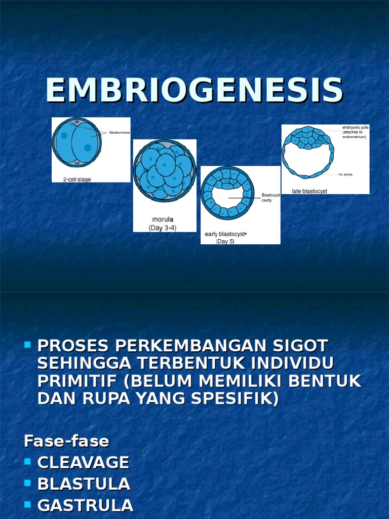 06 Embriogenesis | PDF