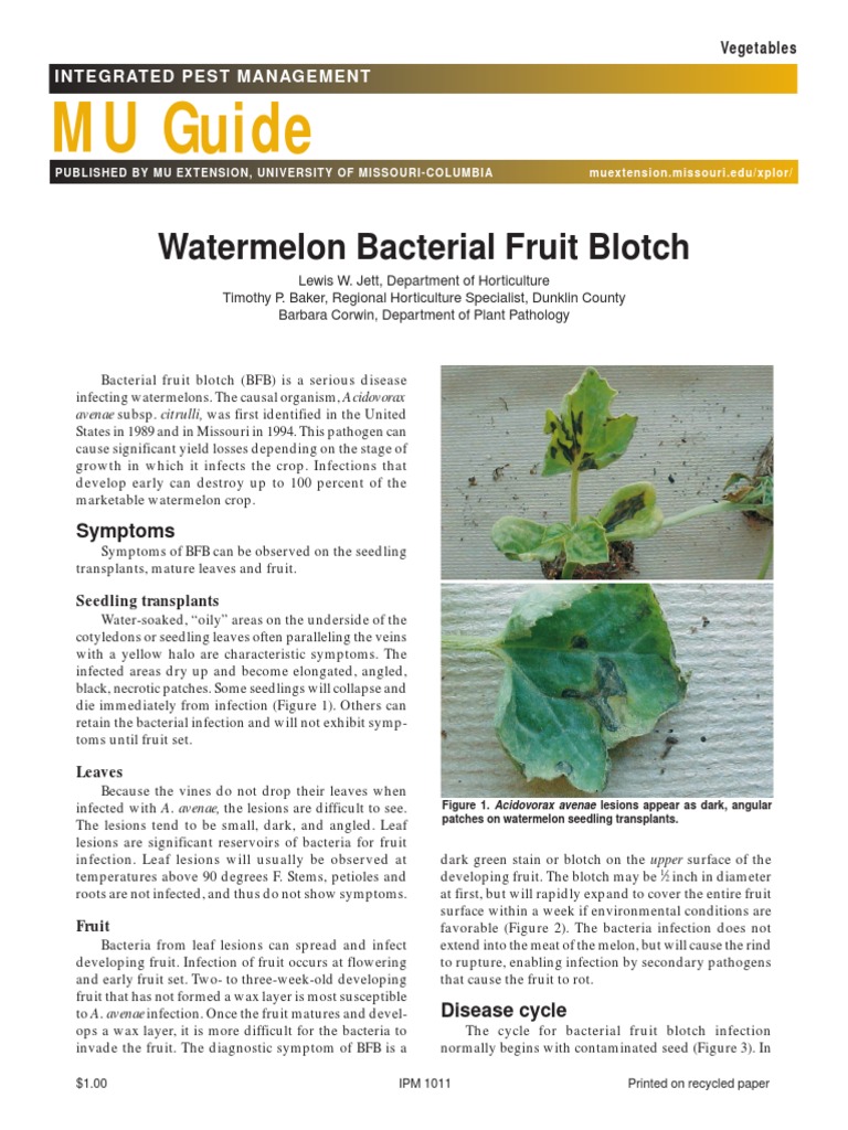 MU Guide: Watermelon Bacterial Fruit Blotch | PDF | Infection | Agronomy