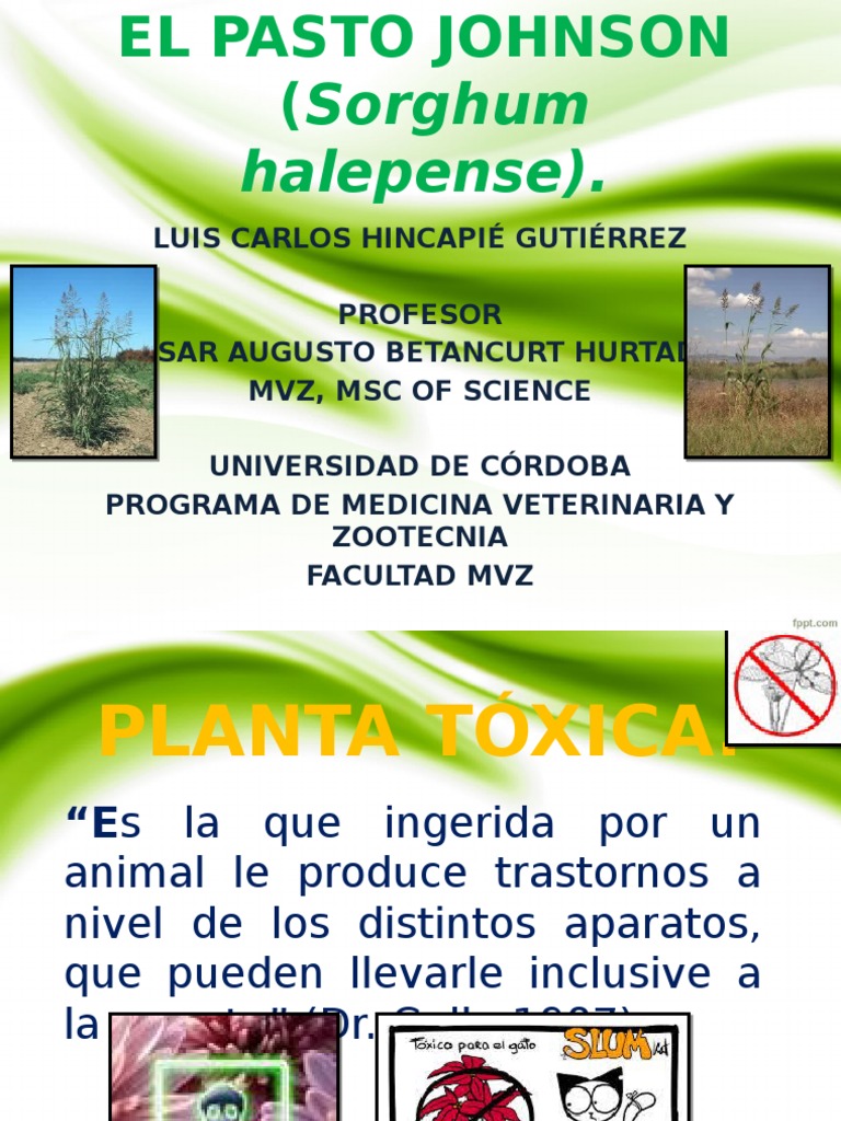 Expo Pasto Johnson | PDF | Cianuro | Nitrato