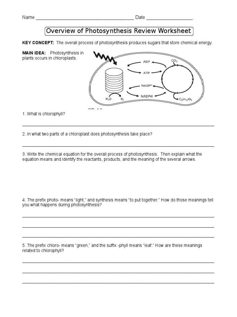 Photosynthesis Review Worksheet | PDF | Photosynthesis | Plant Physiology