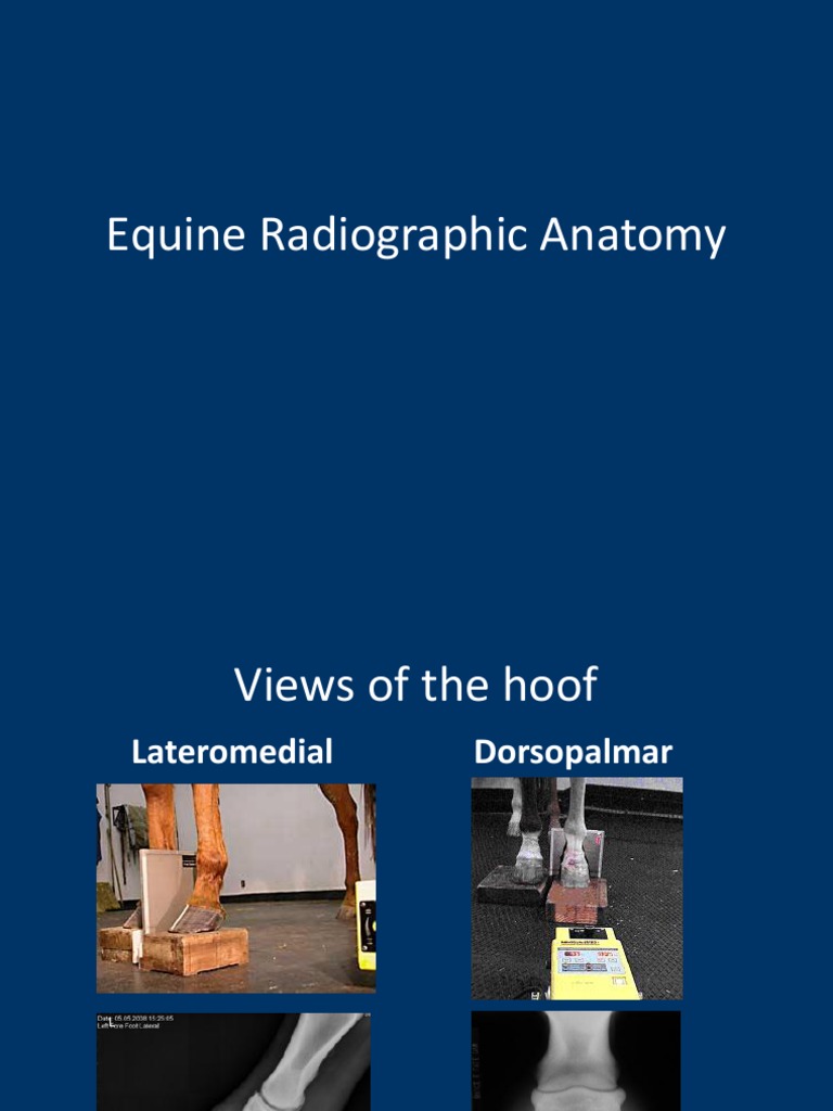 Equine Radiographic Anatomy | PDF | Anatomical Terms Of Location | Joints
