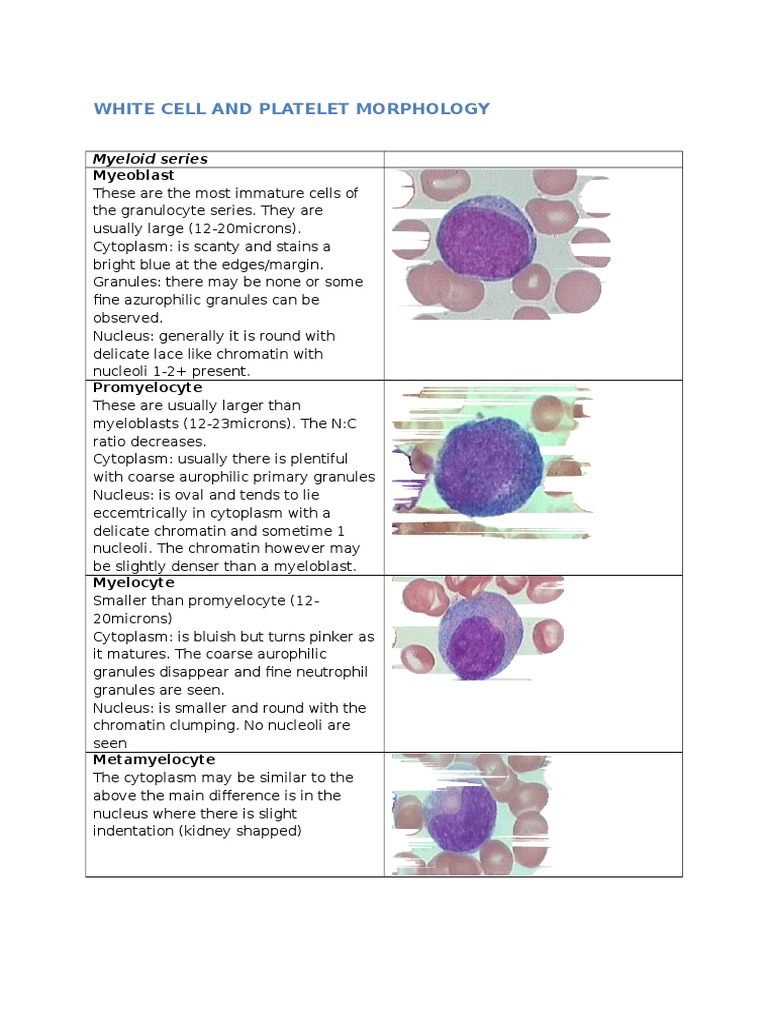 White Cell and Platelet Morphology | PDF | White Blood Cell | Anatomy