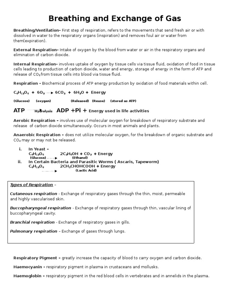 Breathing and Exchange of Gas | PDF | Lung | Respiratory System
