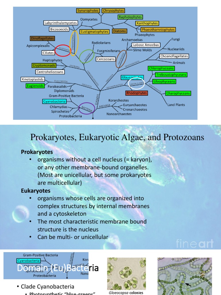 Algae Simple Eukaryotes 1 | Eukaryotes | Cell (Biology)