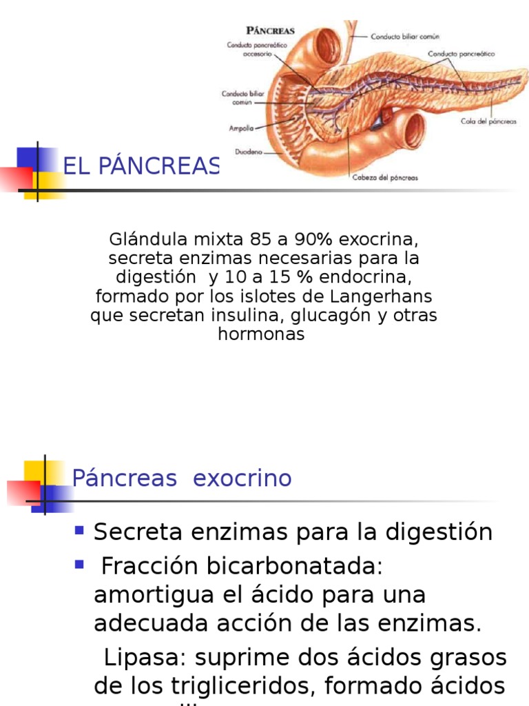 Diabetes Mellitus Pancreas | Páncreas | Diabetes mellitus