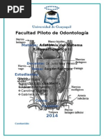 Region Geniana | PDF | Cabeza y cuello humanos | Anatomía humana