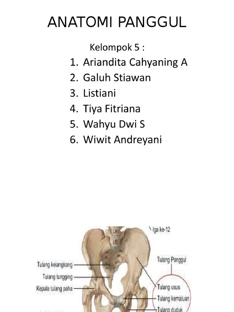 Anatomi Panggul dan Strukturnya | PDF