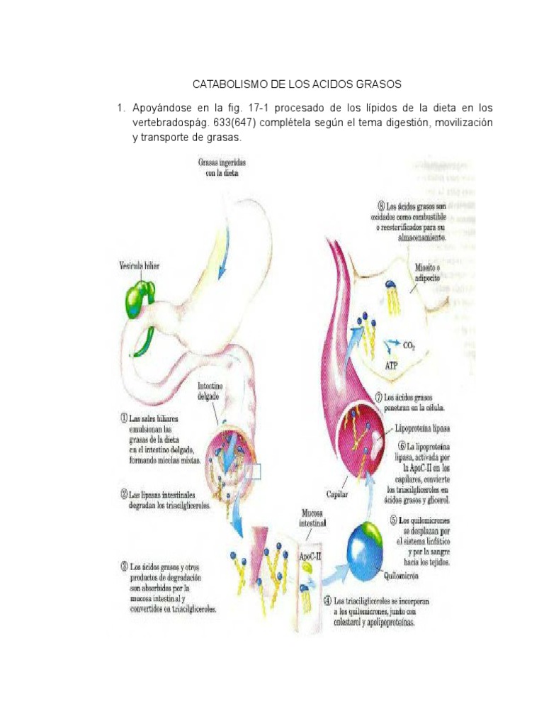 Catabolismo de Los Acidos Grasos
