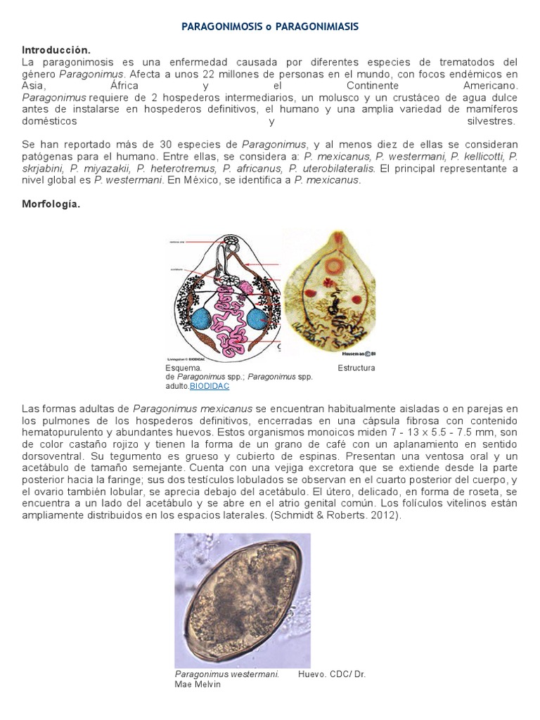 Huevo De Paragonimus Westermani