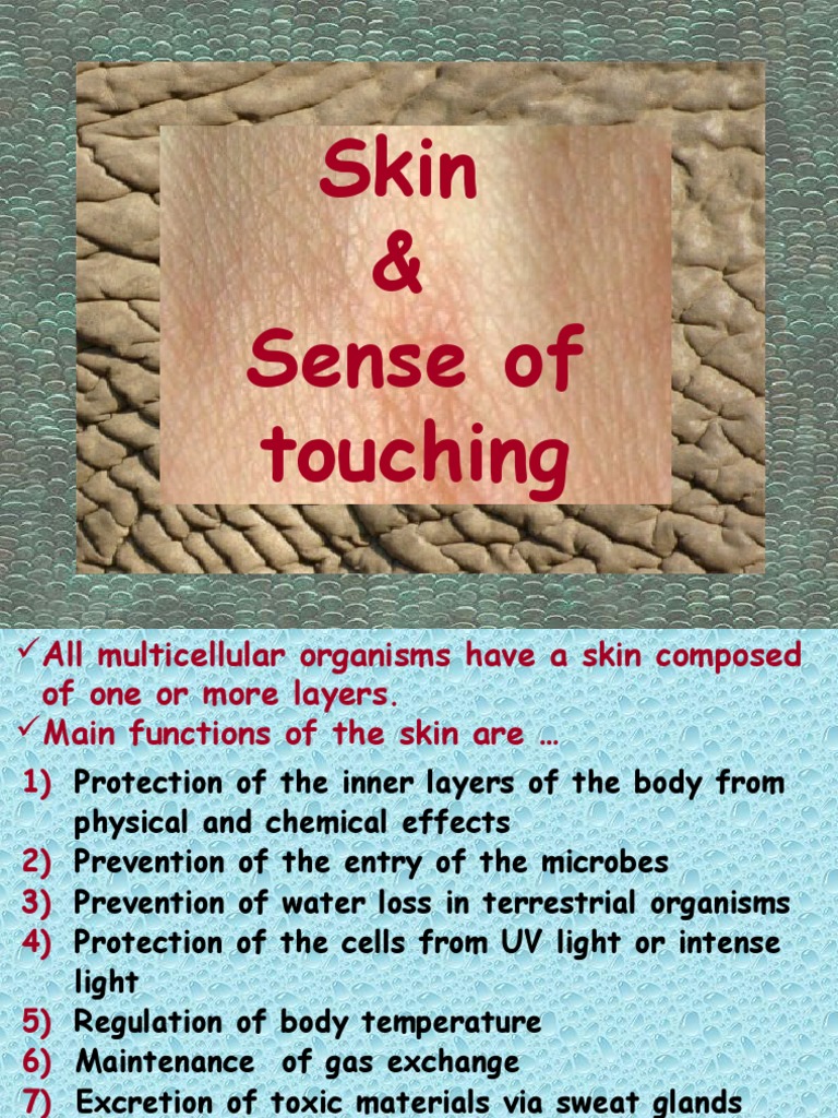 Skin & Sense of Touching | PDF | Skin | Epidermis