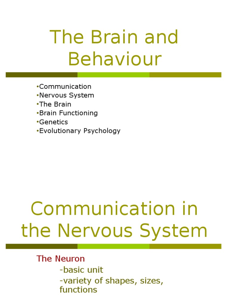 The Brain and Behaviour-3 | PDF | Neuron | Neurotransmitter