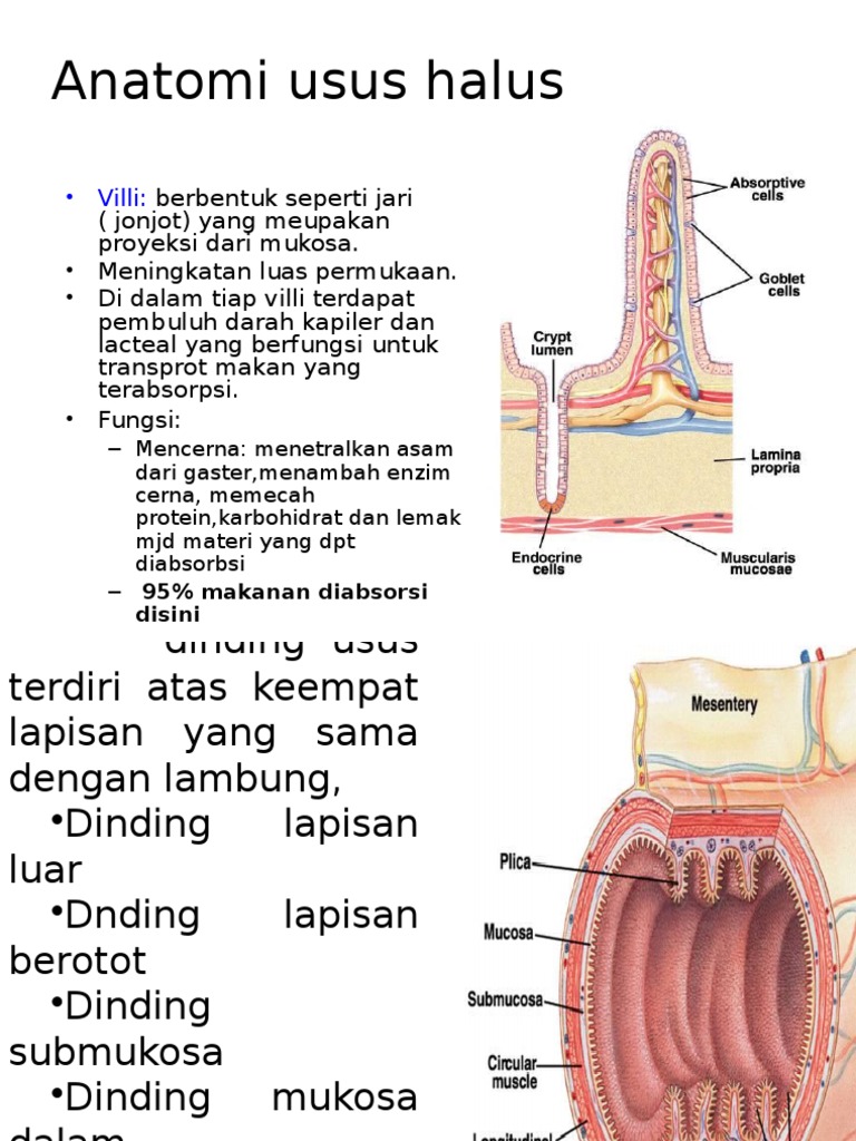 Anatomi Usus Halus | PDF