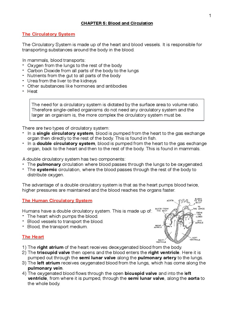 Blood and Circulation, iGCSE Biology | PDF | Circulatory System ...