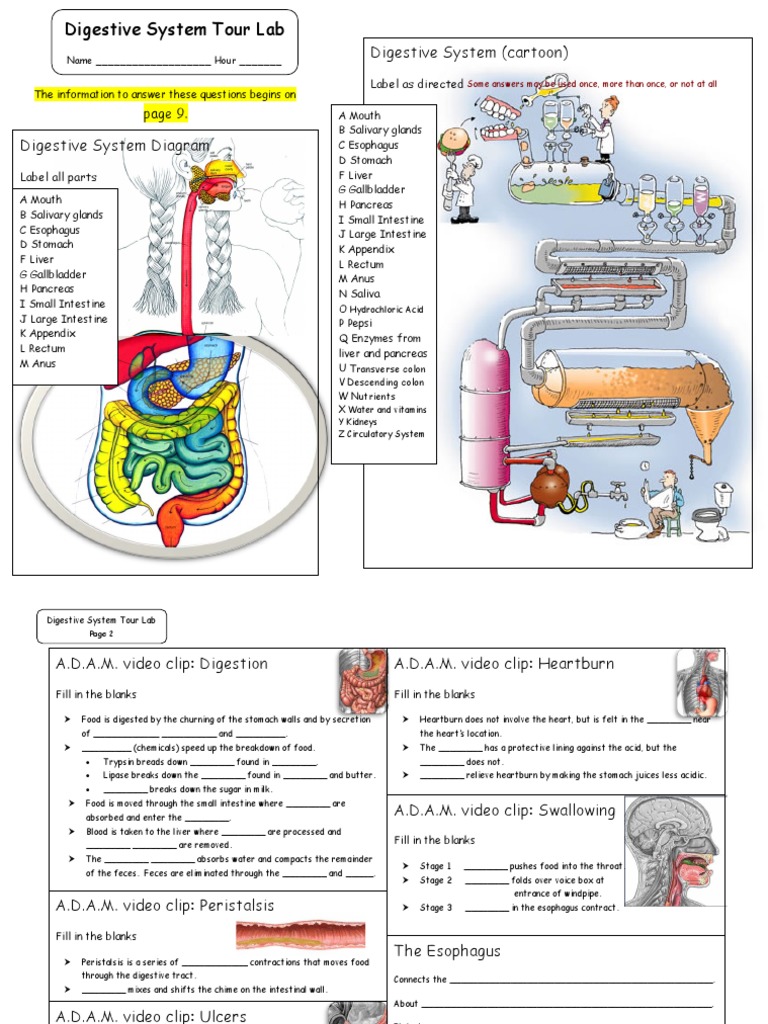 digestive_system_tour_activity_form2.pdf | Human Digestive System ...