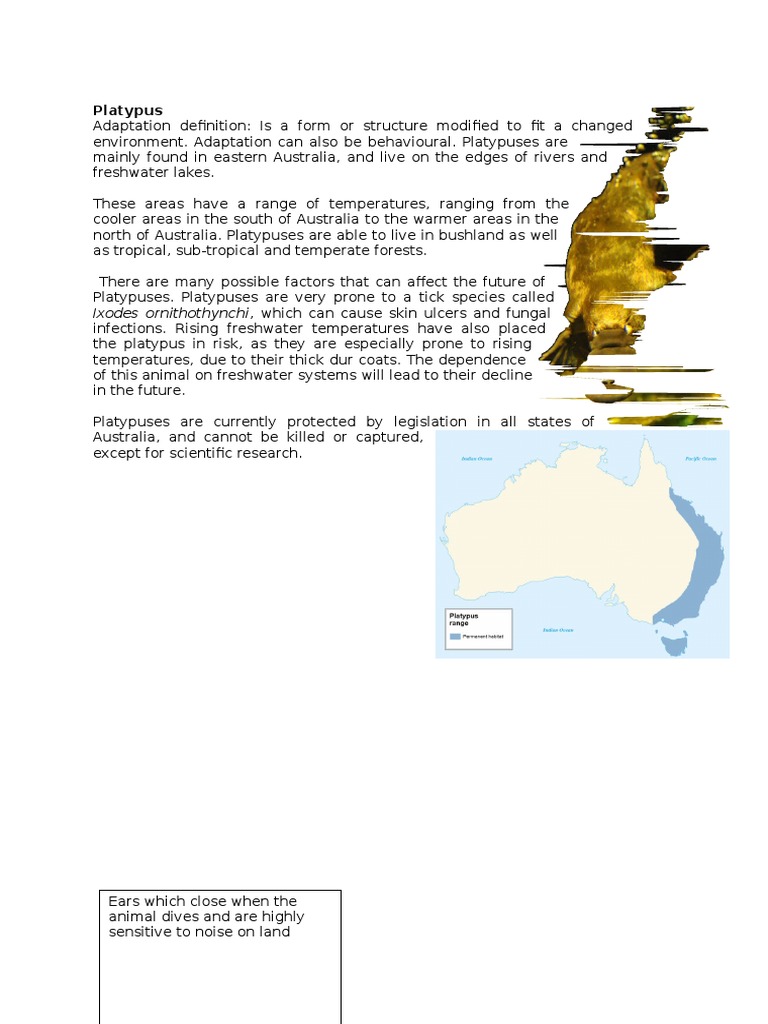 Platypus Adaptations + Information | PDF